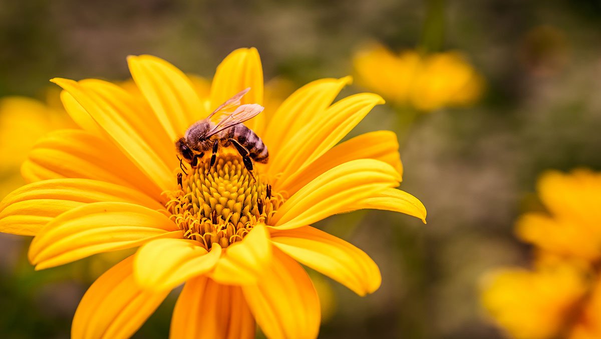 Bee-tal | Bee-tal para tu negocio, Bee-tal para el mundo